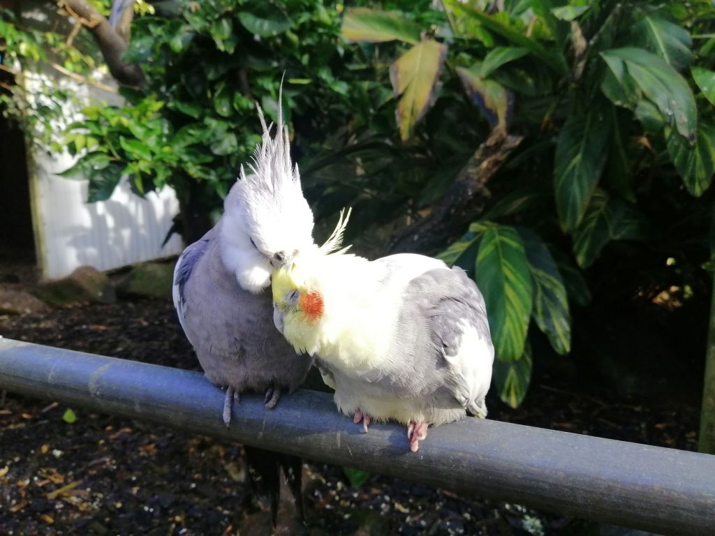 You, Me and Northland "Fun Activities" *** The Parrot Place, Kerikeri ...
