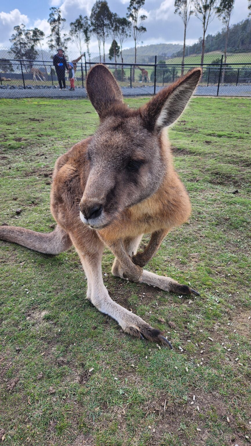 You, Me & Friends “Favourite Places” ***Tasmania Zoo*** - You Me and ...