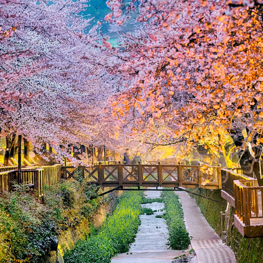 Easy Paced "Asian Explorer-South Korea" - You Me and Friends